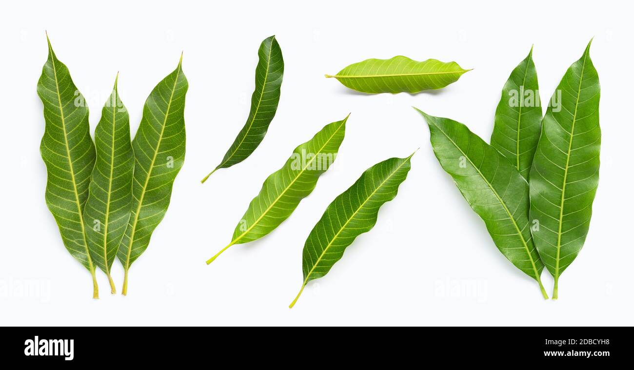 Fresh mango young leaves Cut Out Stock Images & Pictures - Alamy