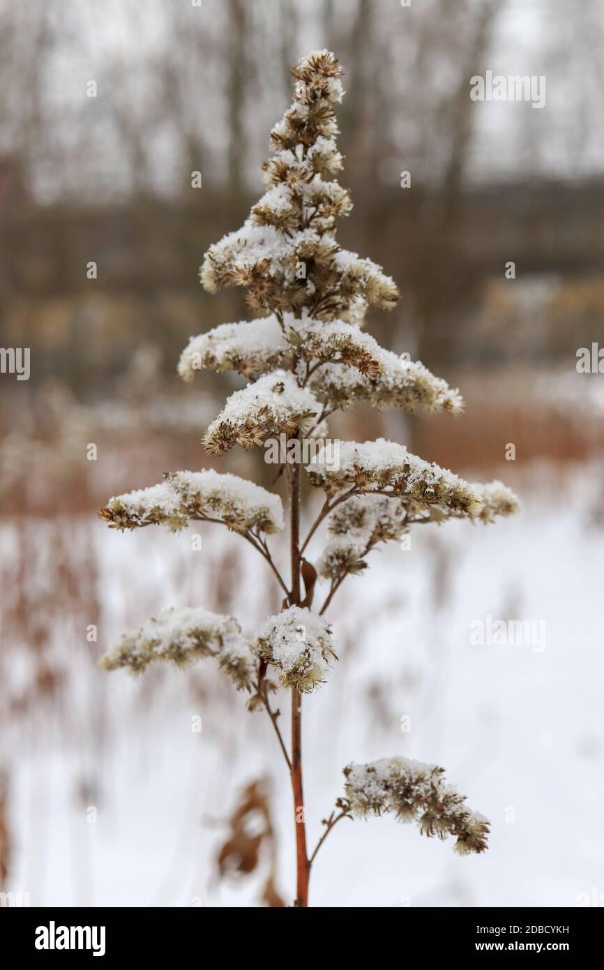 Dry plant tree under the snow Stock Photo - Alamy