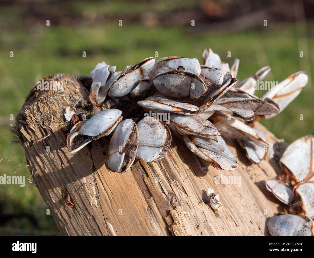 Mussels attached to a piece of tmber Stock Photo - Alamy