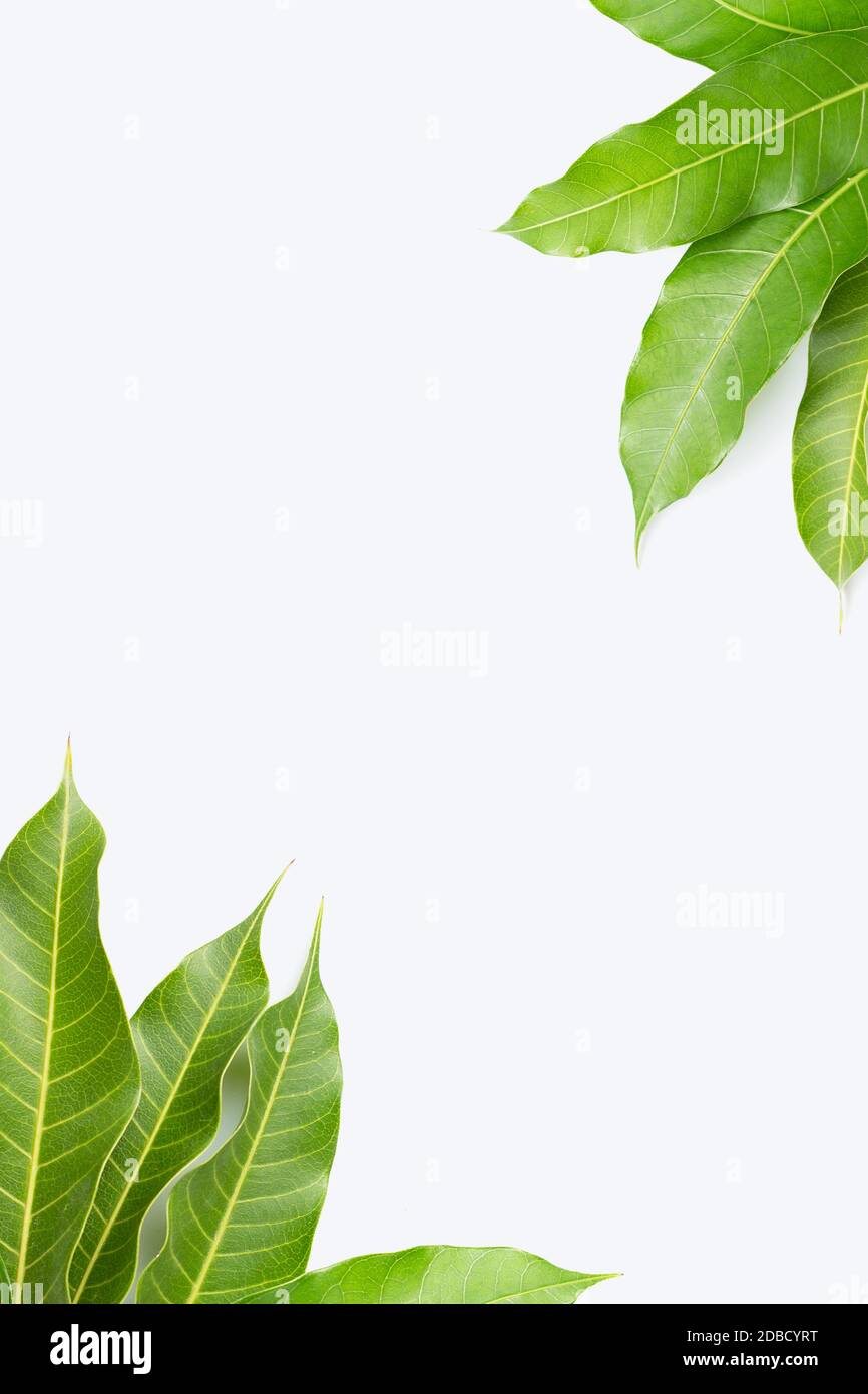 Frame made of mango leaves on white background. Top view Stock Photo ...