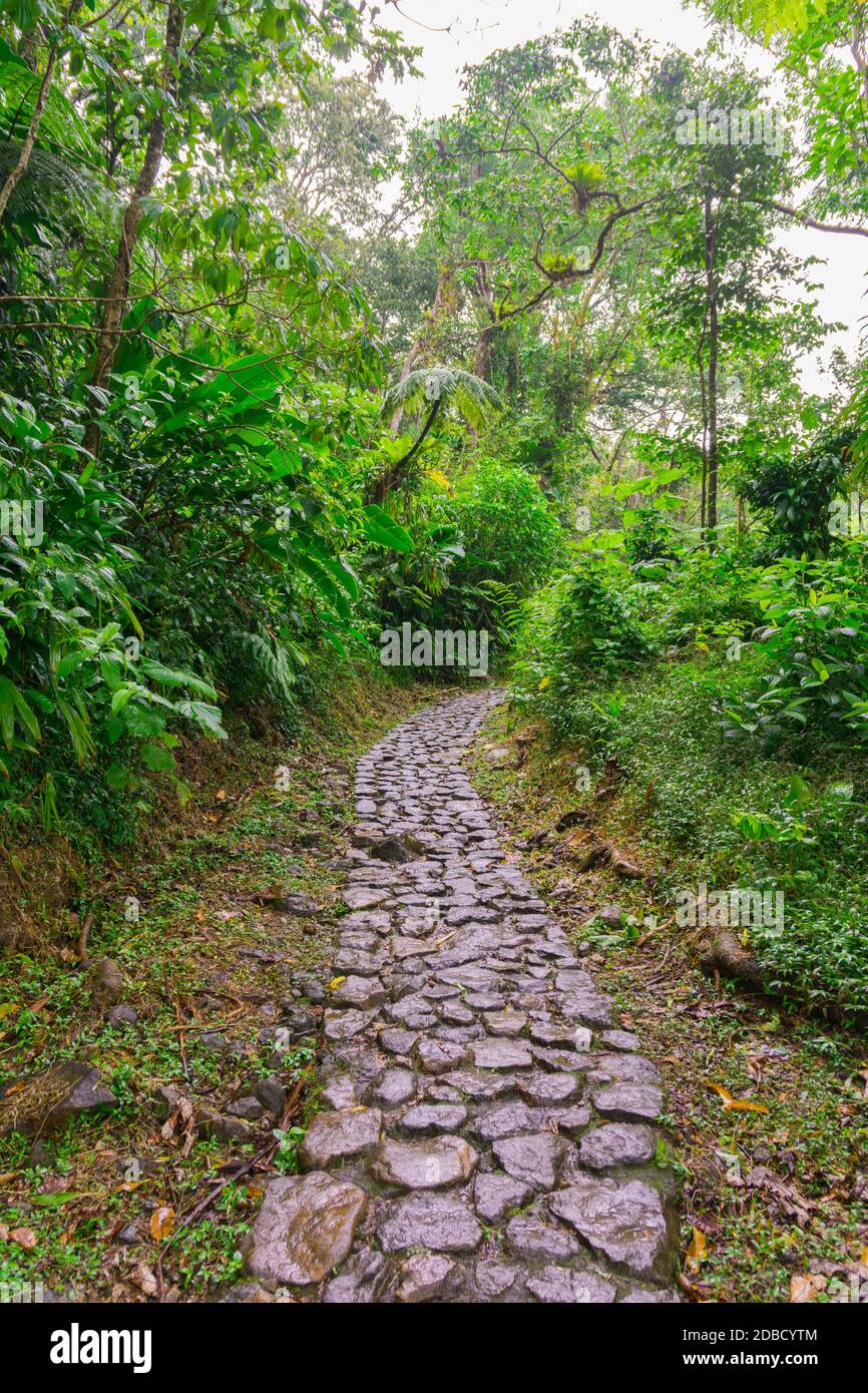 Guadeloupe france caribbean rainforest hi-res stock photography and ...