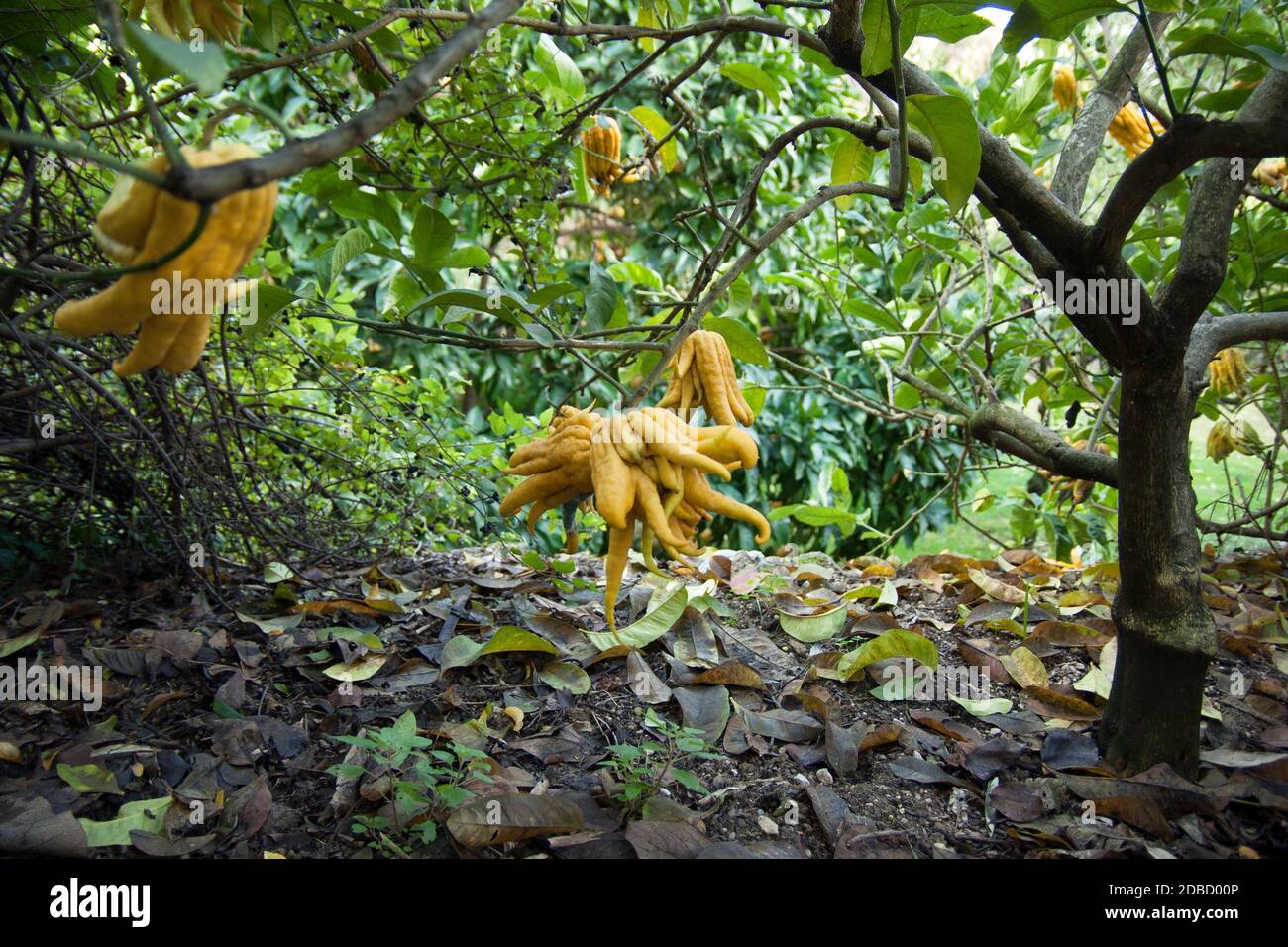 Finger like sections hi-res stock photography and images - Alamy