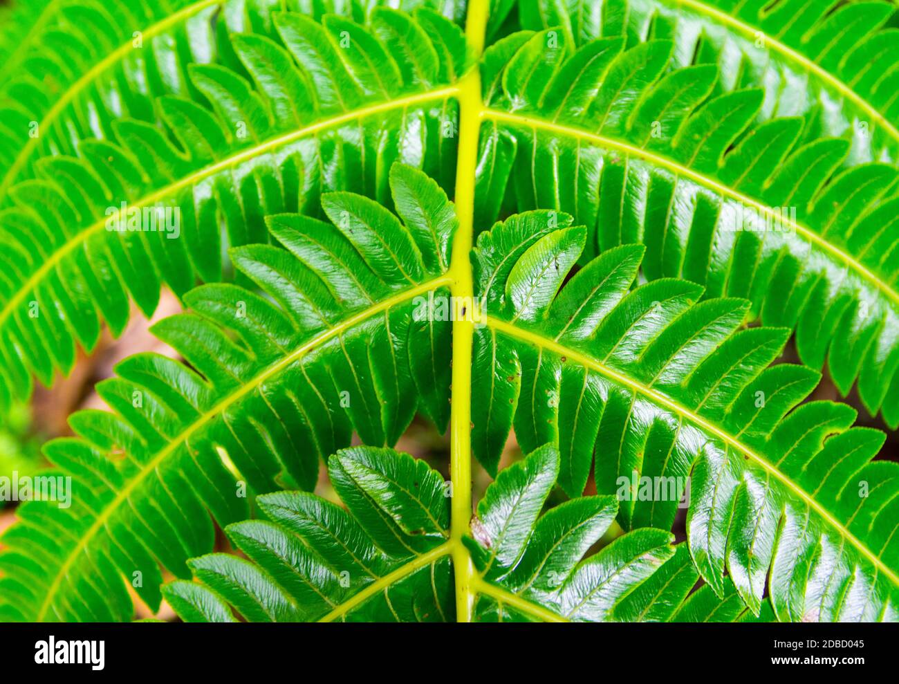 Tropical jungle leaf close up background Stock Photo - Alamy