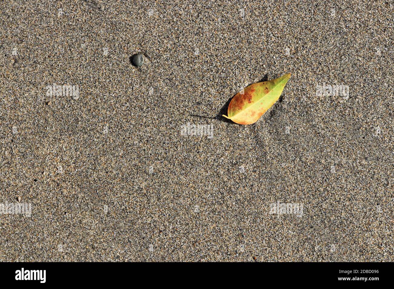 Sand texture with stone and dry leaf. Summer beach background Stock ...