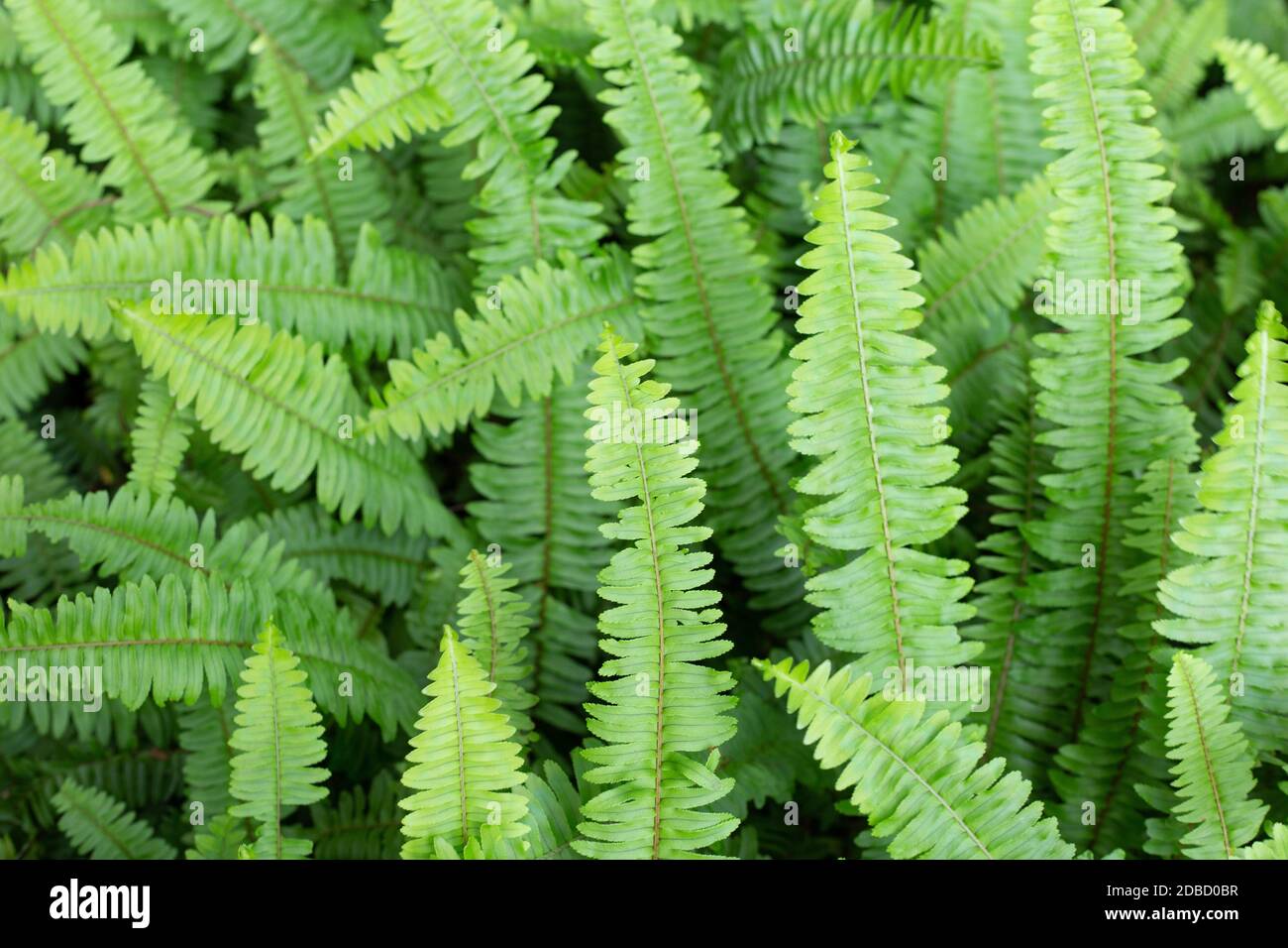 Fresh green leaf texture background. Tuber Sword Fern Stock Photo - Alamy