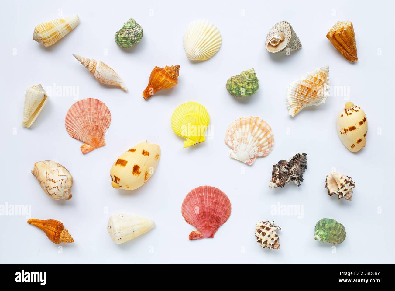 Composition of exotic sea shells on white background Stock Photo - Alamy
