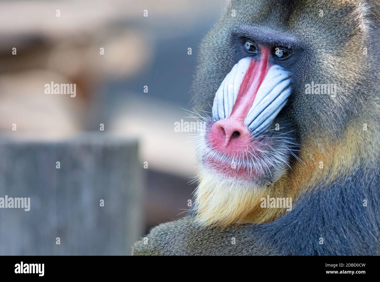 Colorful Baboon Face