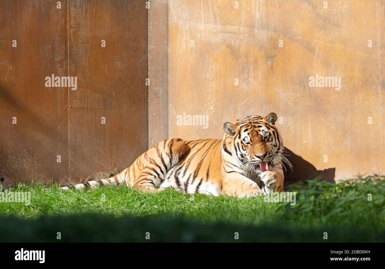 Tiger washing hi-res stock photography and images - Alamy