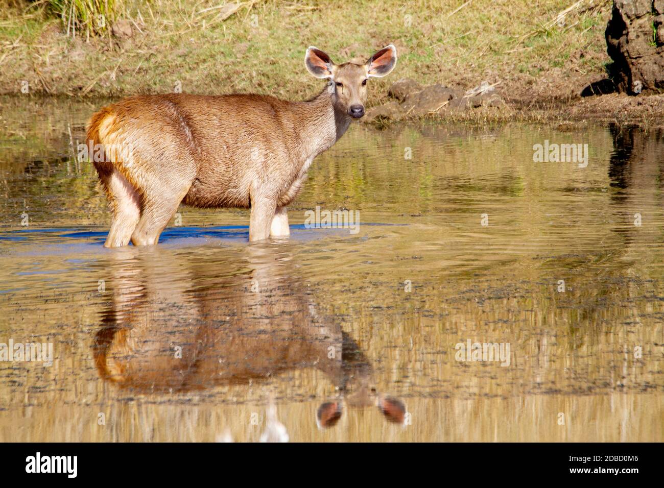 Sambar a large deer native to the Indian subcontinent, Rusa unicolor ...