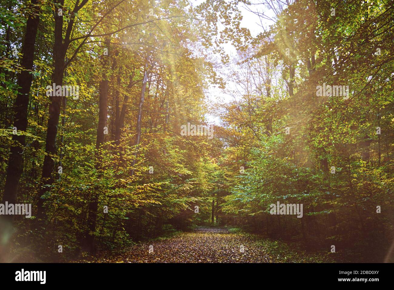 Sun-drenched young deciduous forest at the beginning of autumn Stock ...