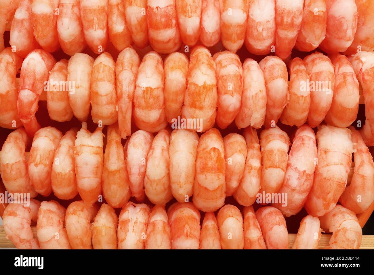 Many cooked prawns background. Rows of peeled boiled shrimp filling ...