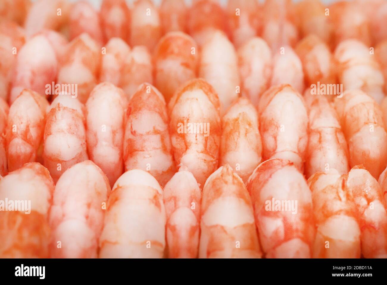 Rows of peeled boiled shrimp texture. Many cooked prawns background ...