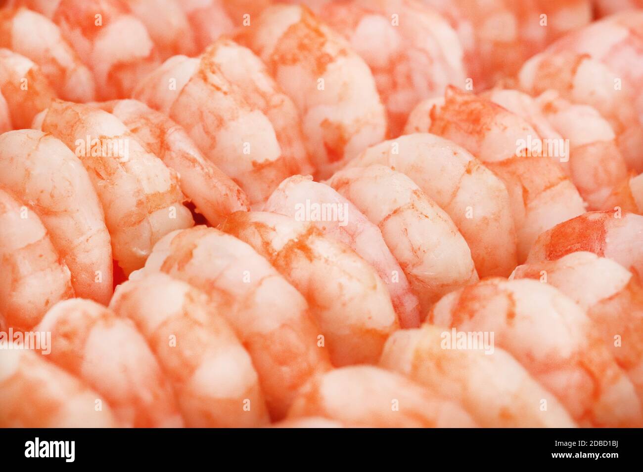 Many cooked prawns background. Rows of peeled boiled shrimp texture ...