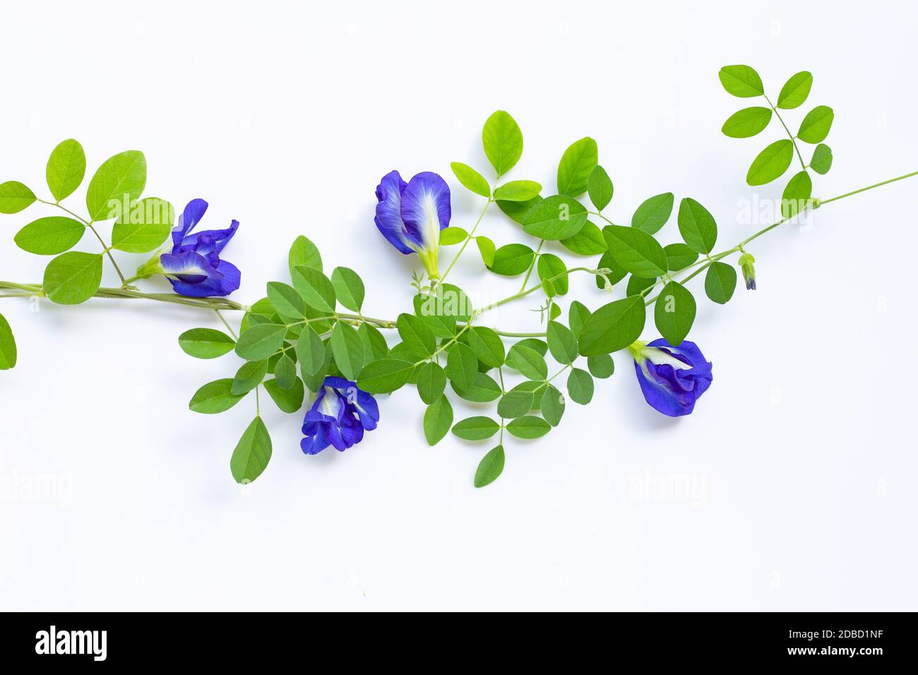 Butterfly pea flower with leaves on white background. Top view Stock ...