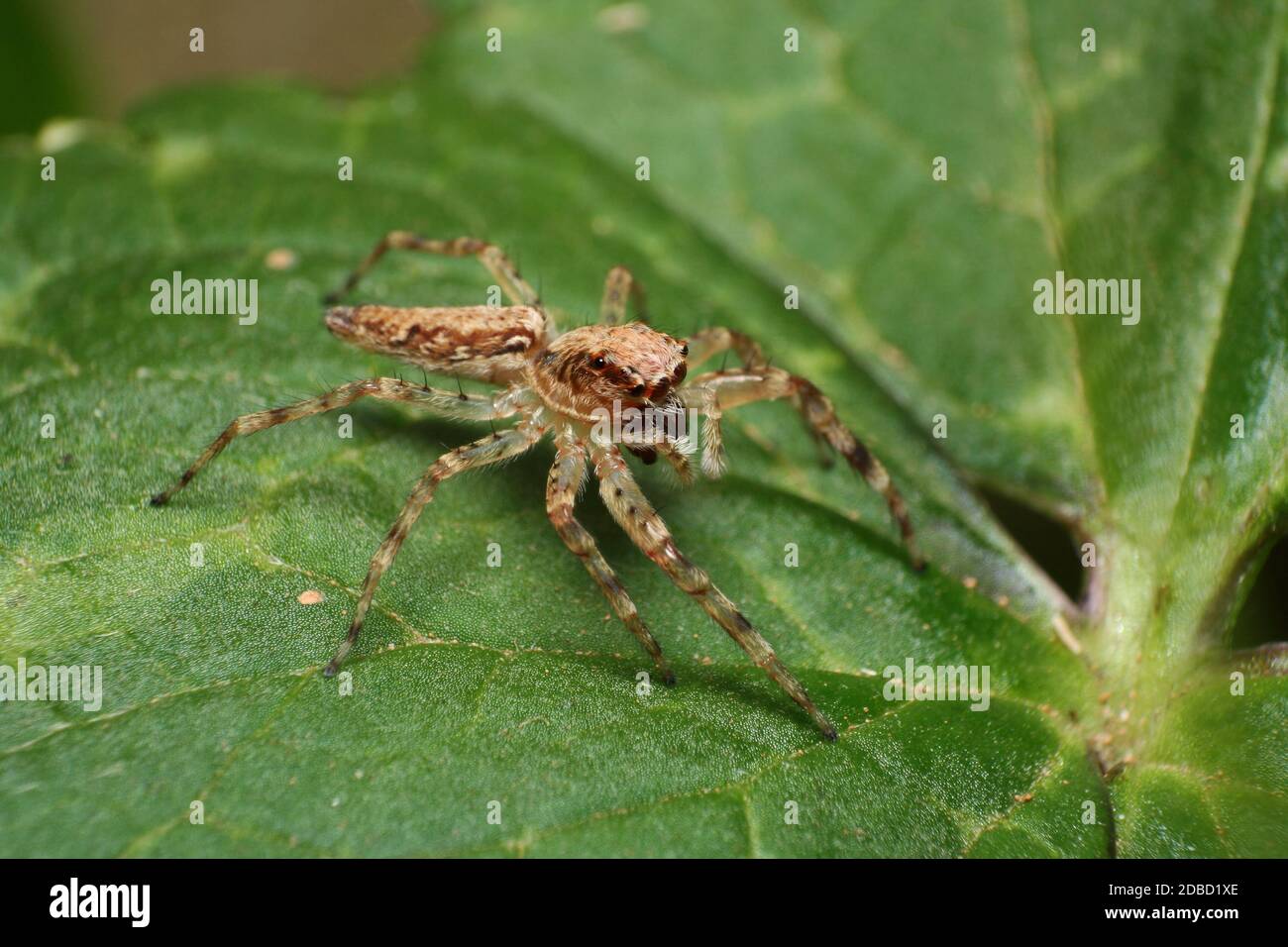 Jumping Spider (Helpis minitabunda Stock Photo - Alamy