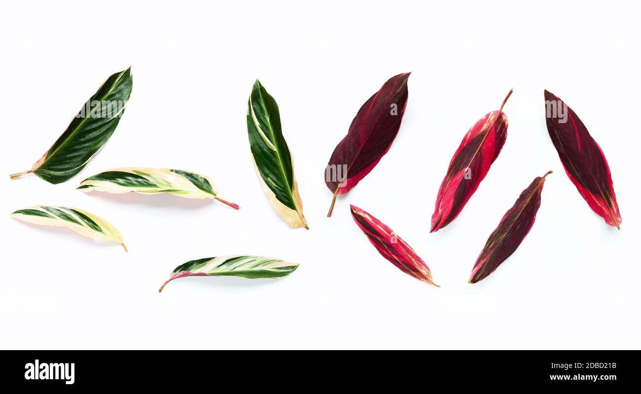 Calathea leaves on white background. Top view Stock Photo - Alamy