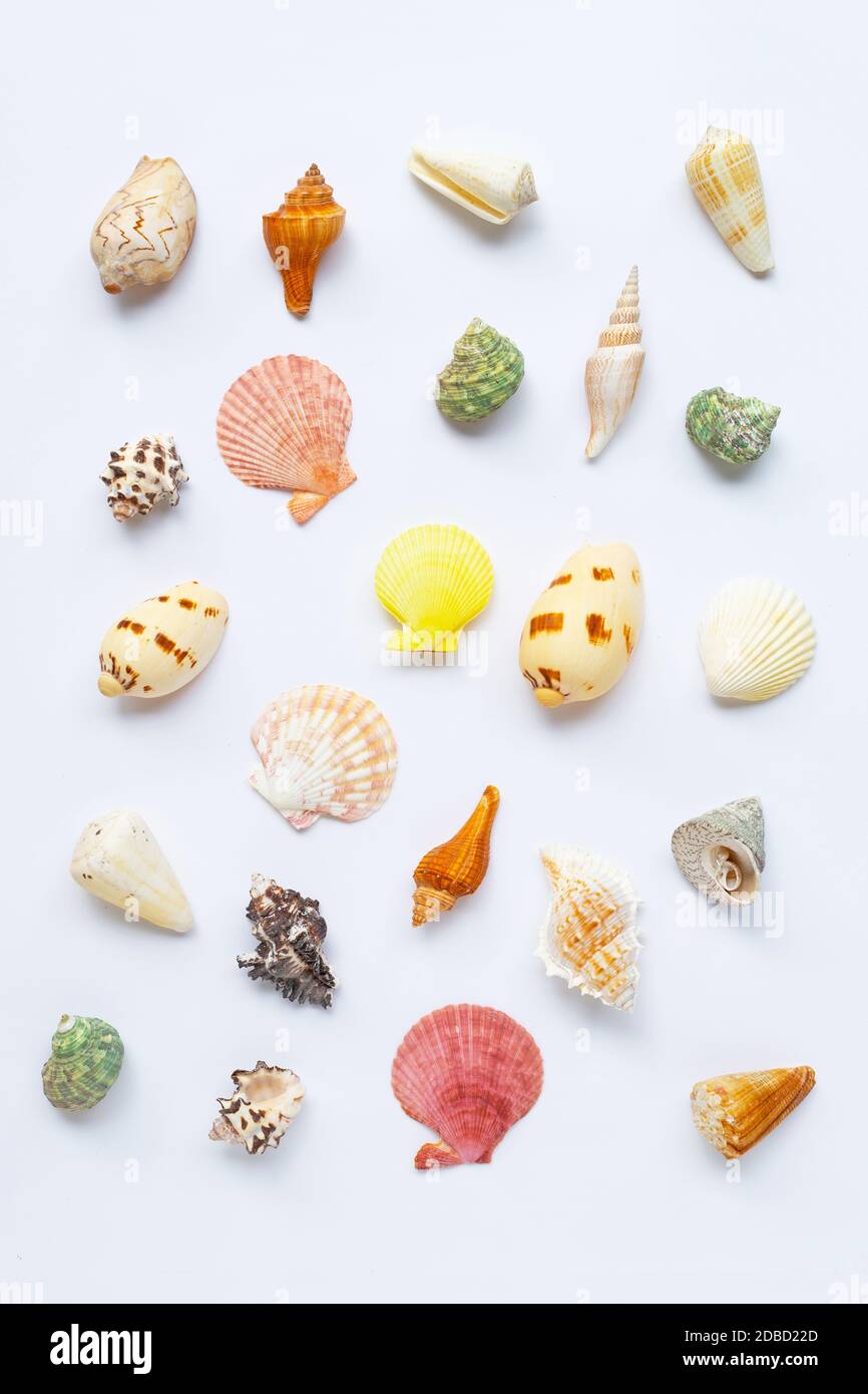 Composition of exotic sea shells on white background Stock Photo - Alamy