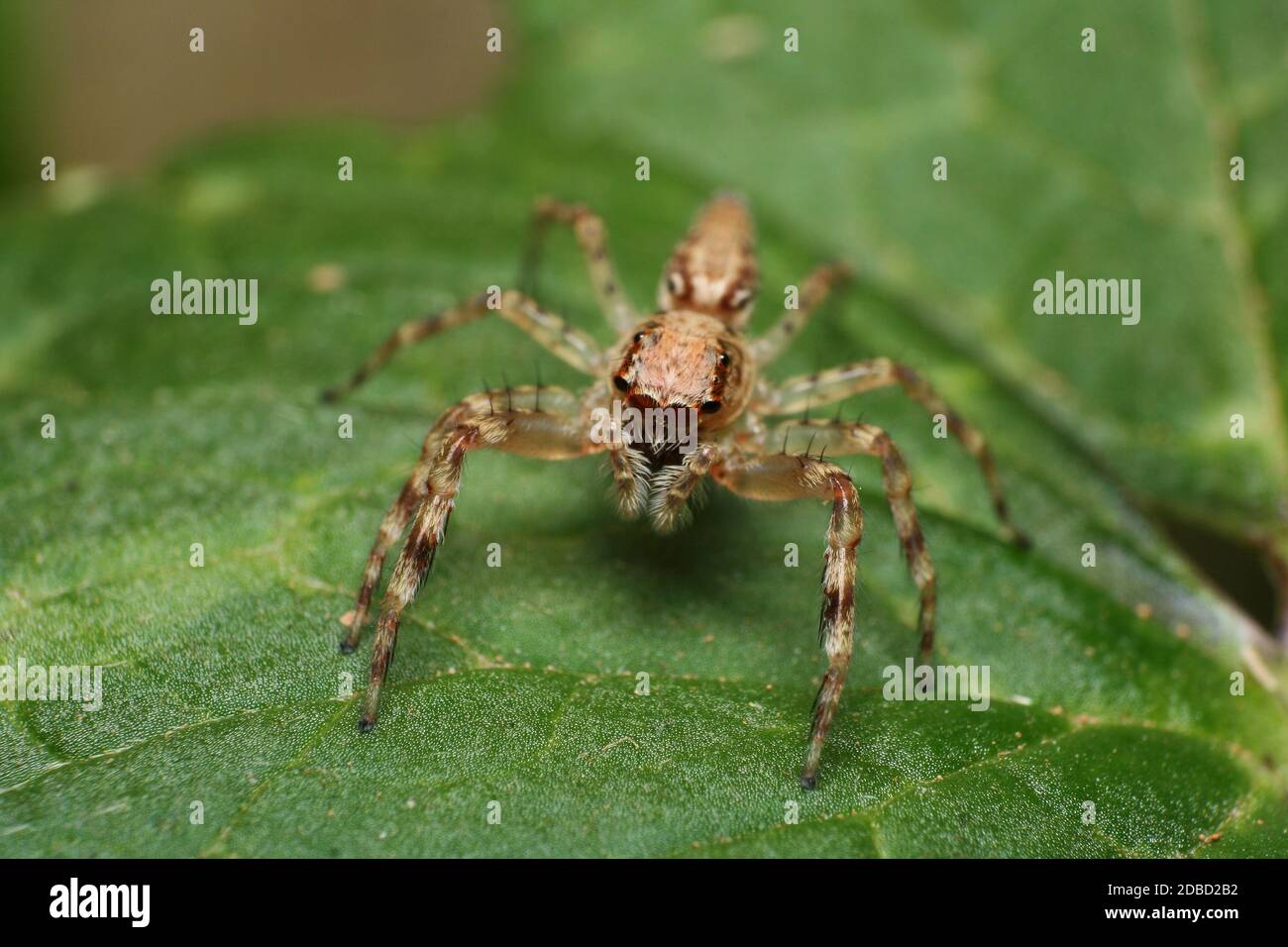 Jumping Spider (Helpis minitabunda) face view Stock Photo - Alamy