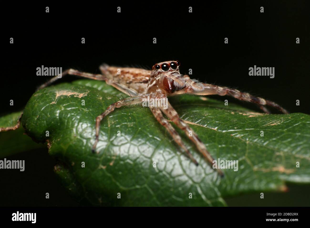 Jumping Spider (Helpis minitabunda Stock Photo - Alamy