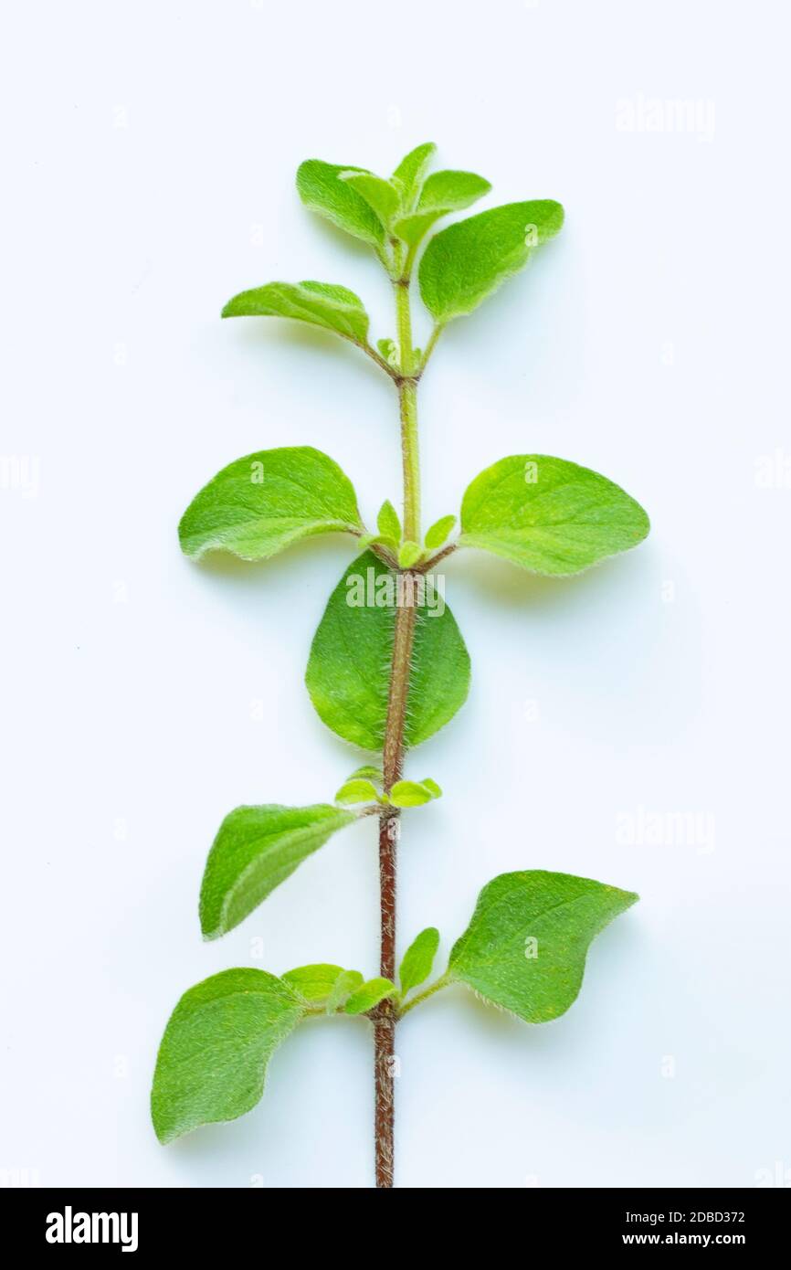 Fresh oregano leaves on white background Stock Photo - Alamy