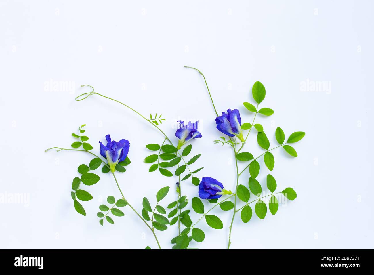 Butterfly pea flower with leaves on white background. Top view Stock ...