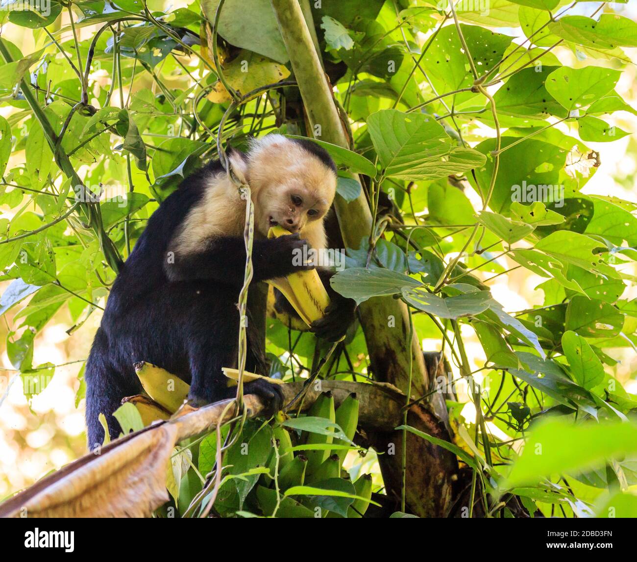 Capuchin monkey in a tropical forest in Costa Rica Stock Photo - Alamy