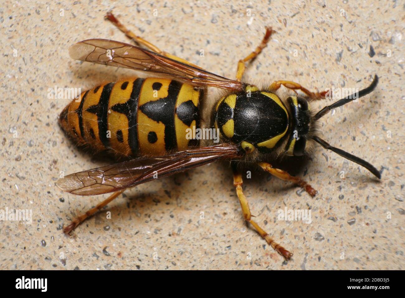 European Wasp (Vespula vulgaris) from above Stock Photo - Alamy