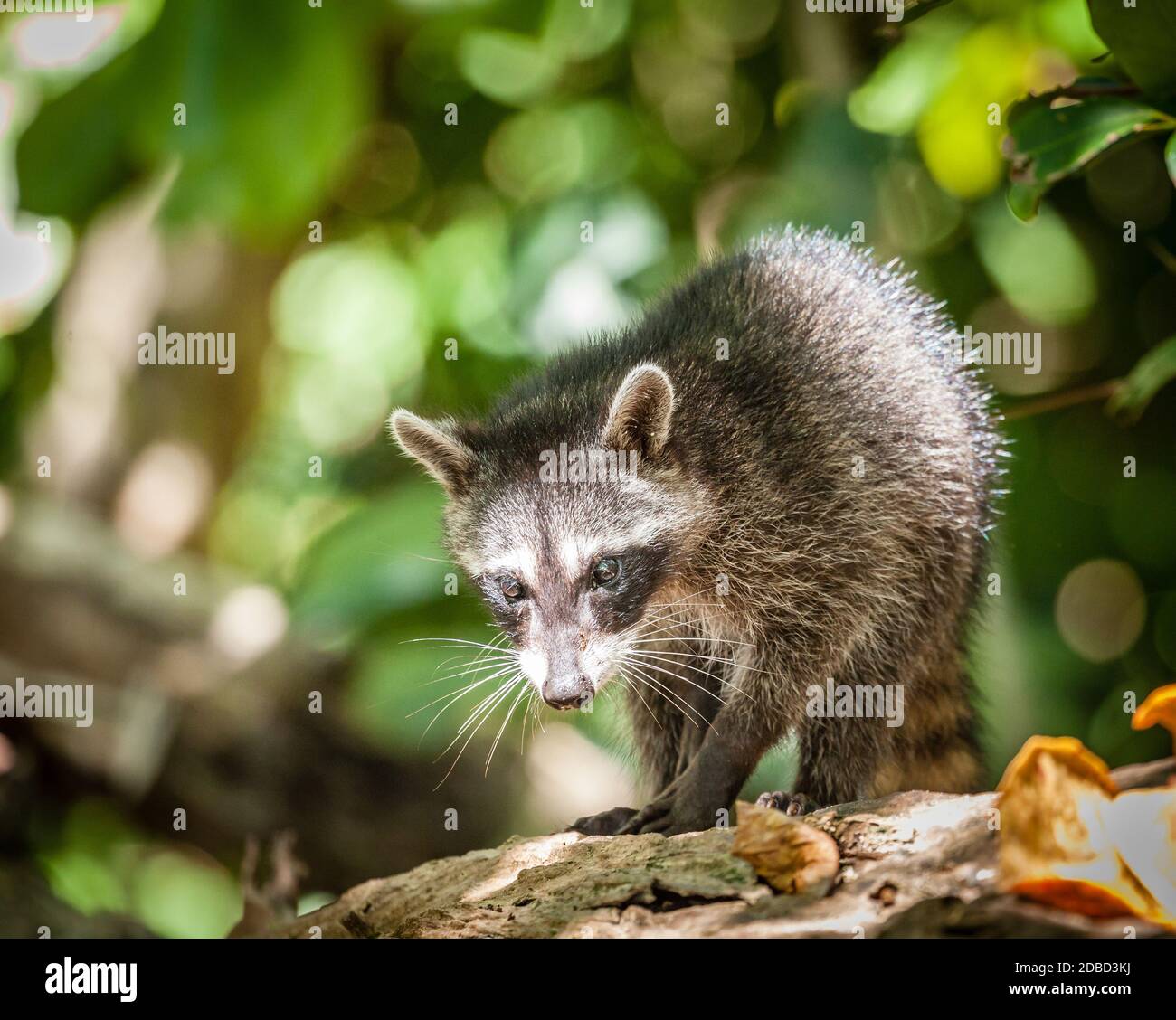 Portrait of a baby racoon in a park in Costa Rica Stock Photo - Alamy