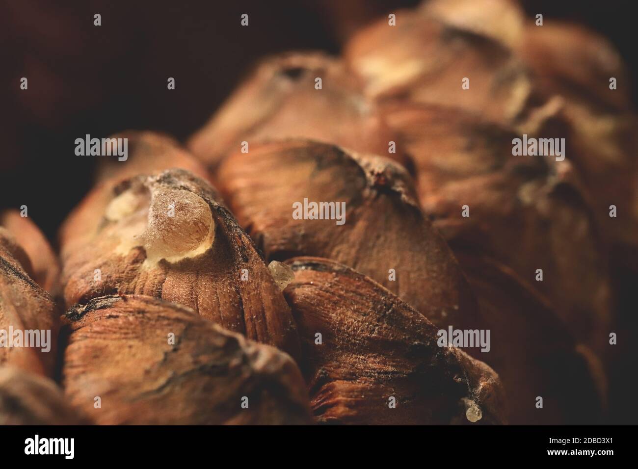 Cone with gum hi-res stock photography and images - Alamy