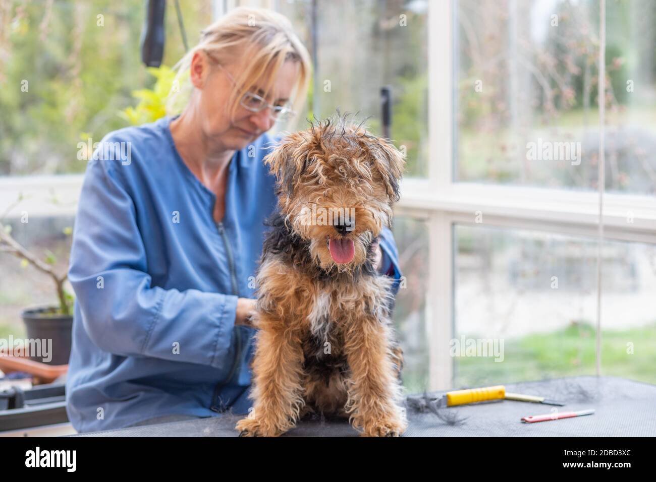 Groomed Puppy of Welsh Terrier Dog is standing on grooming table. Dog ...