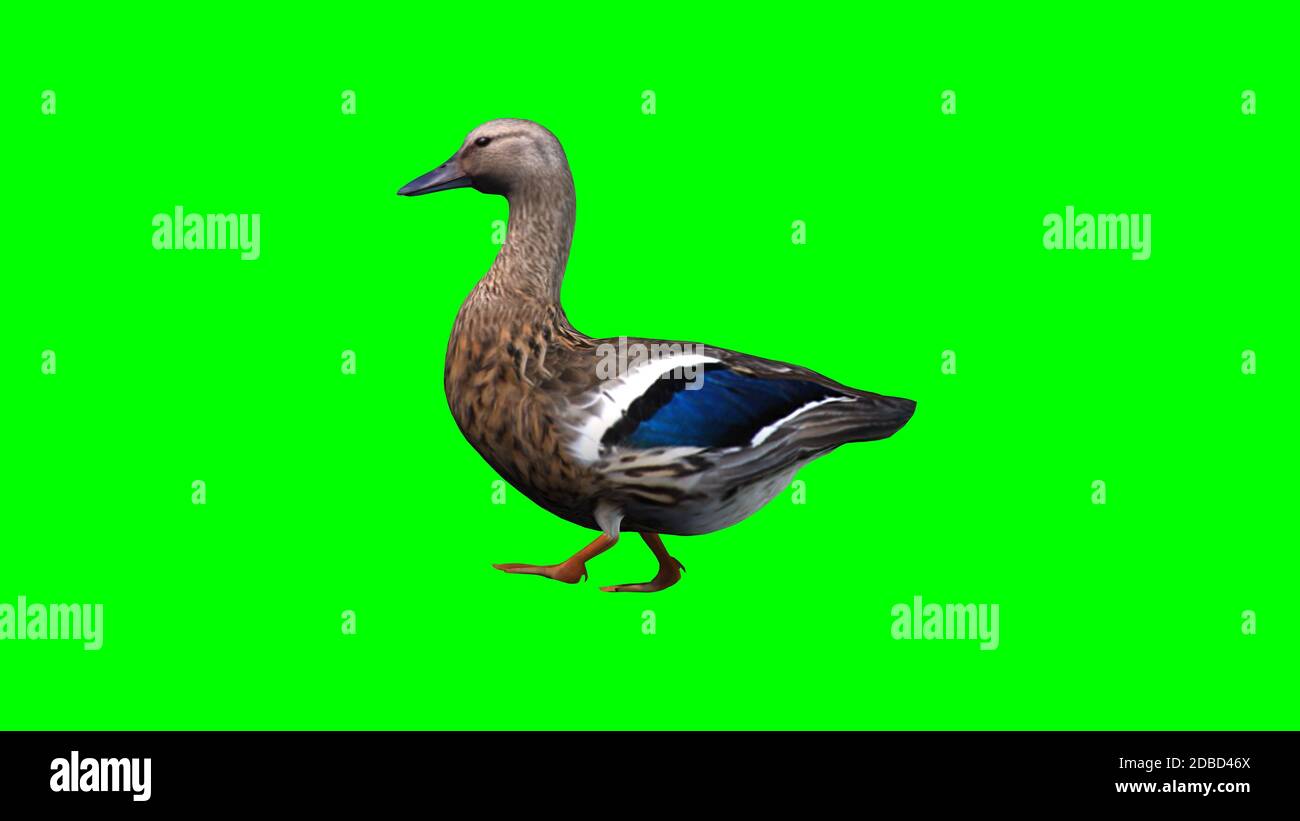 Duck green screen hi-res stock photography and images - Alamy