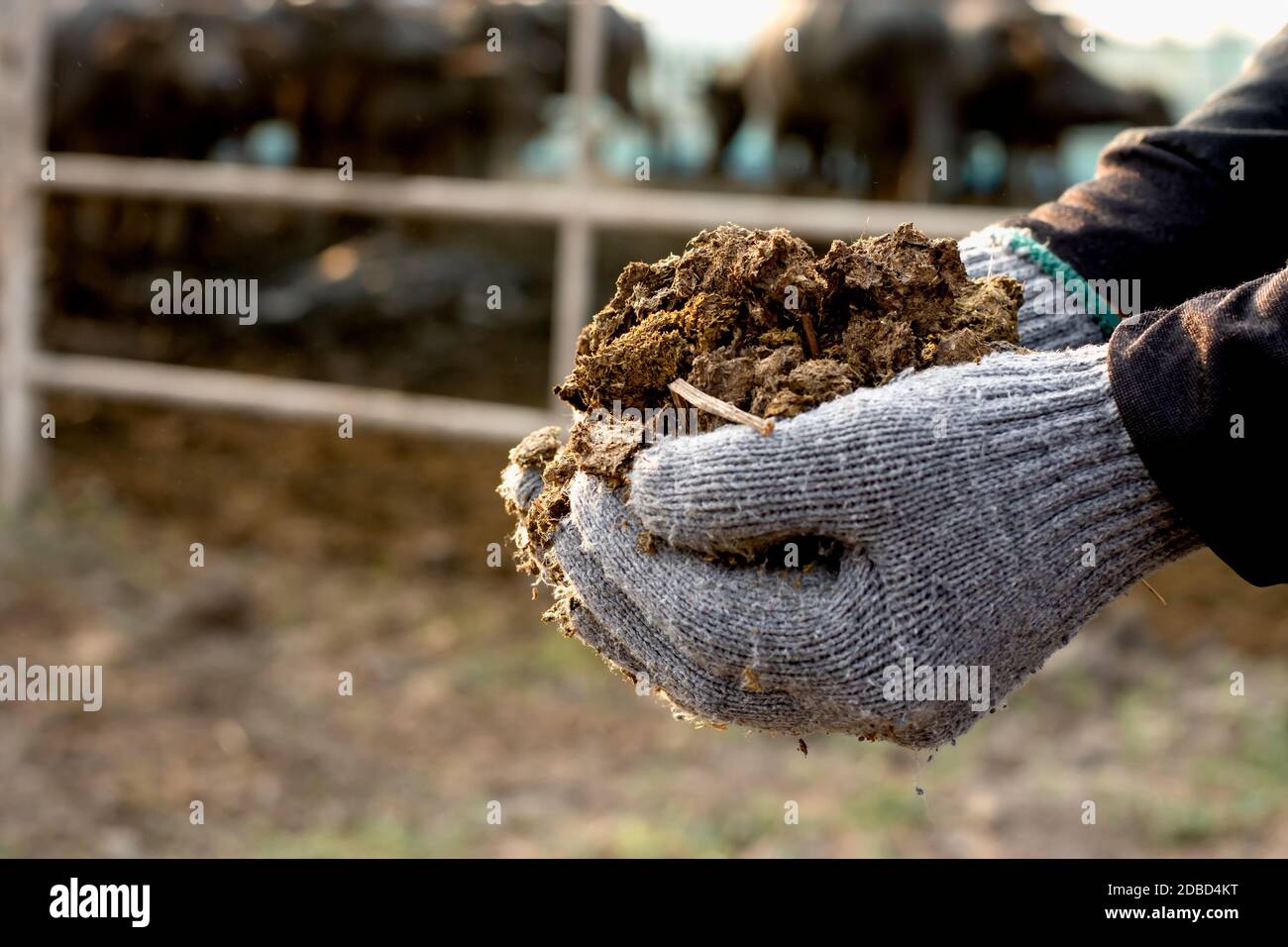 Horse muck heap hi-res stock photography and images - Alamy