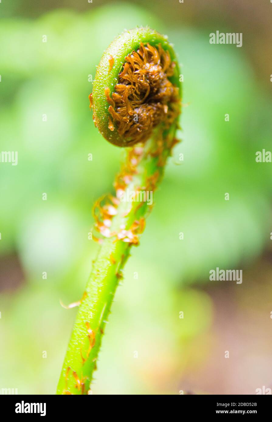 Tropical jungle leaf close up background Stock Photo - Alamy