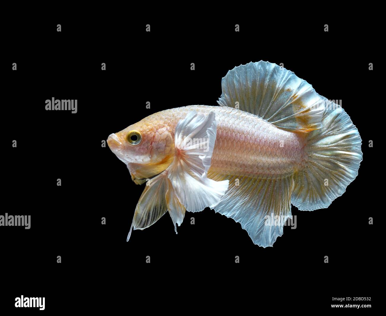 Aggressive fighting fish on black background. Betta fish, looking at ...