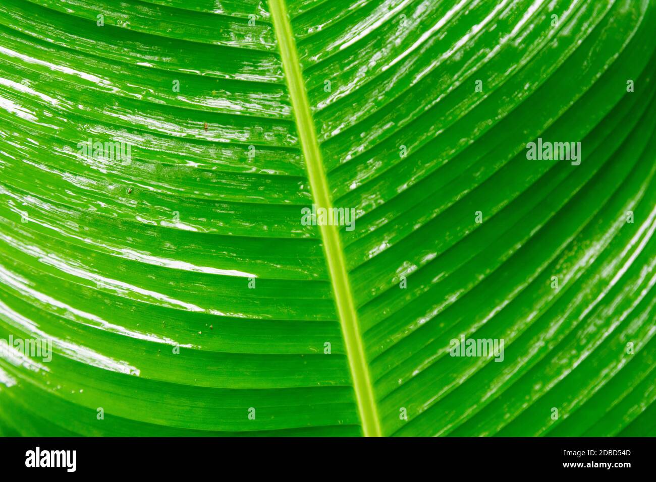 Tropical jungle leaf close up background Stock Photo - Alamy