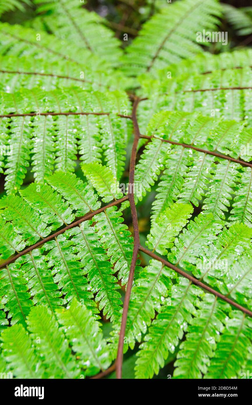 Tropical jungle leaf close up background Stock Photo - Alamy