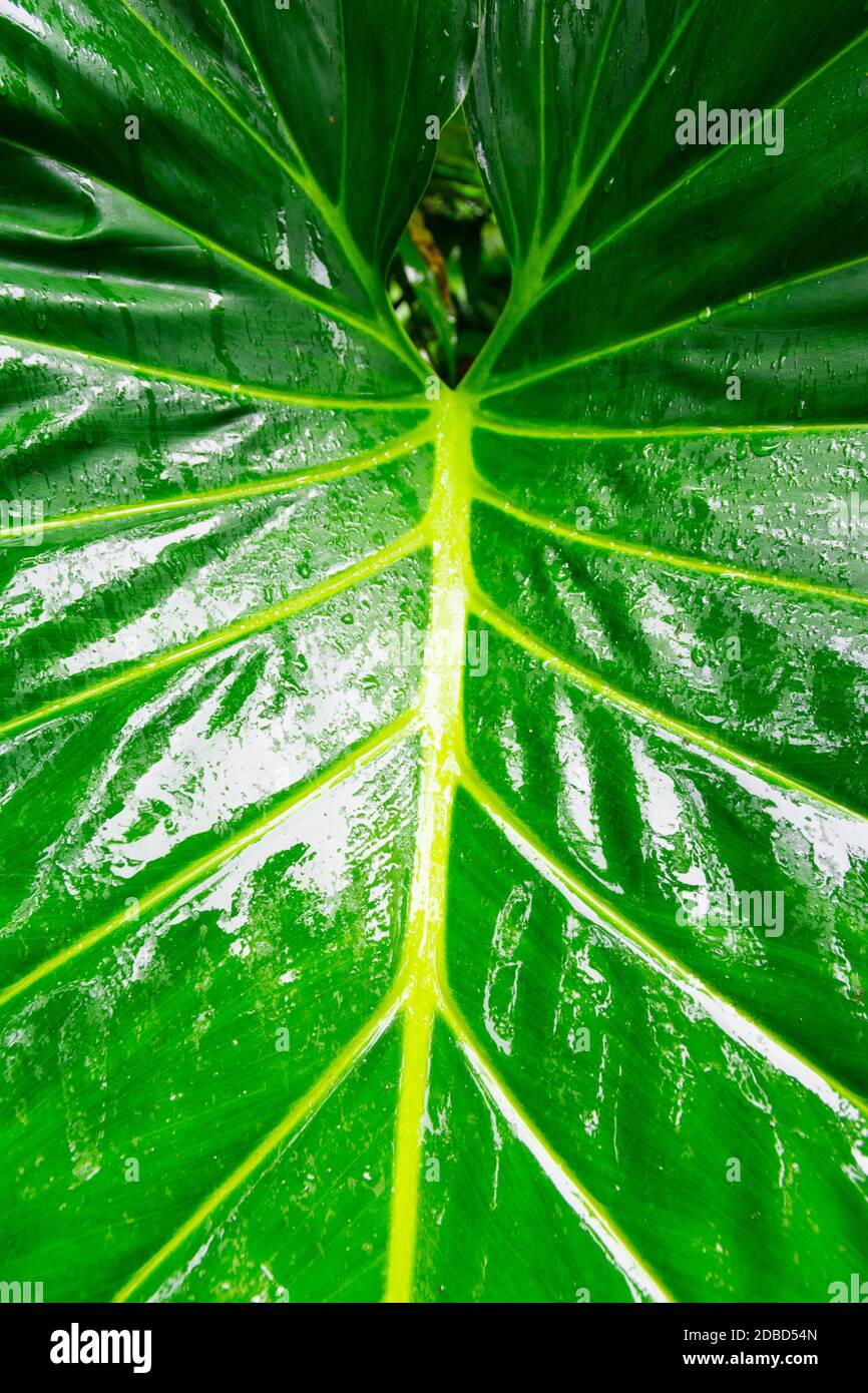 Tropical jungle leaf close up background Stock Photo - Alamy