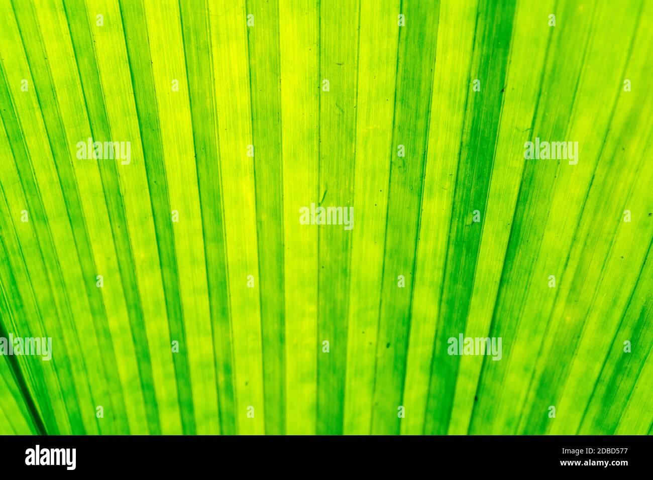 Tropical jungle leaf close up background Stock Photo - Alamy