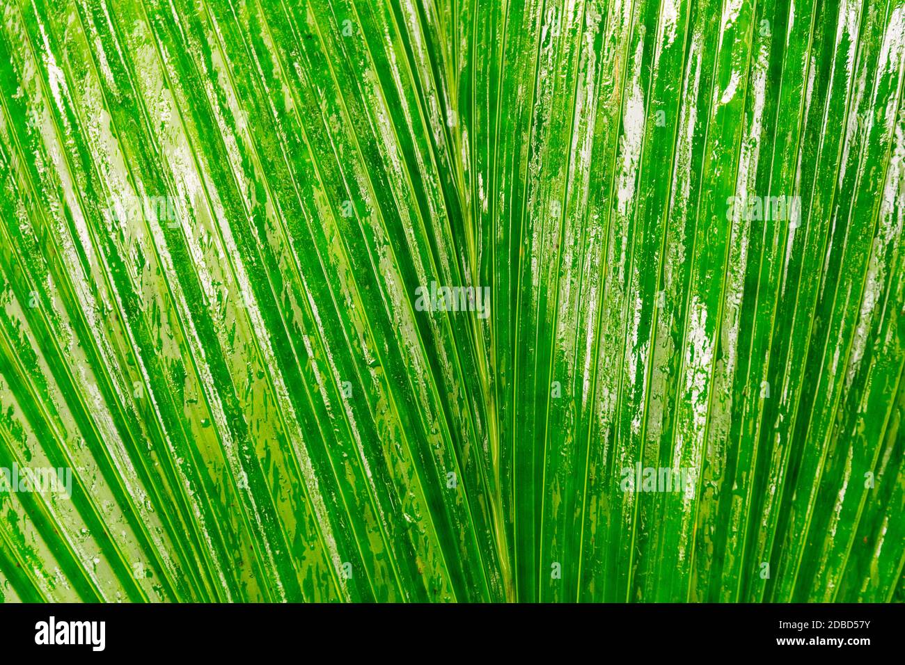 Tropical jungle leaf close up background Stock Photo - Alamy