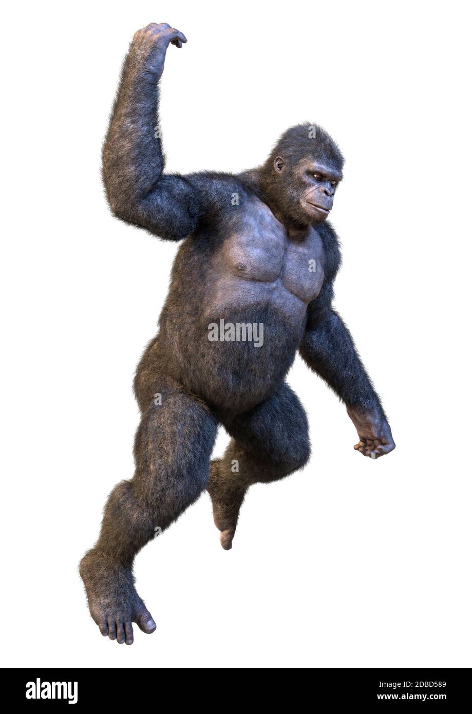 3D rendering of a gorilla ape isolated on white background Stock Photo ...