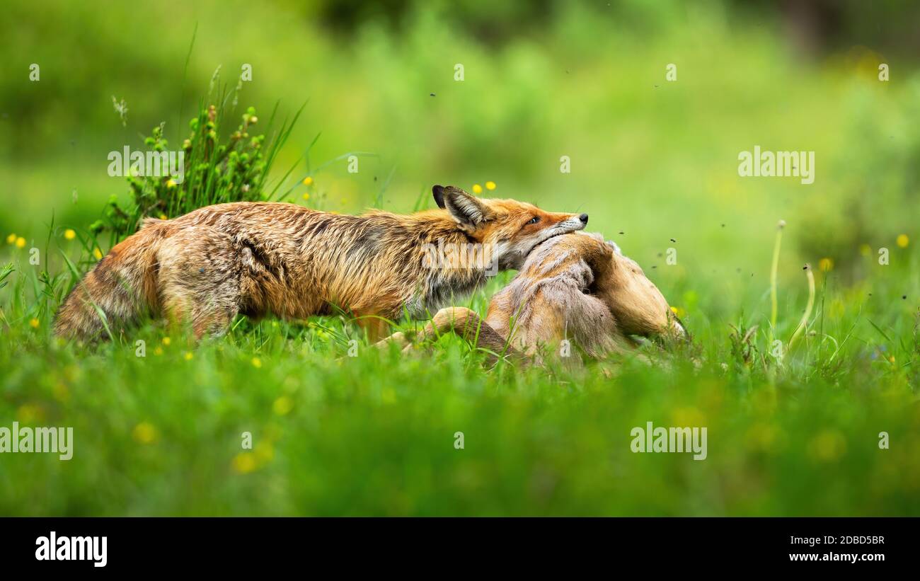 Adult red fox, vulpes vulpes, holding dead roe deer, capreolus ...