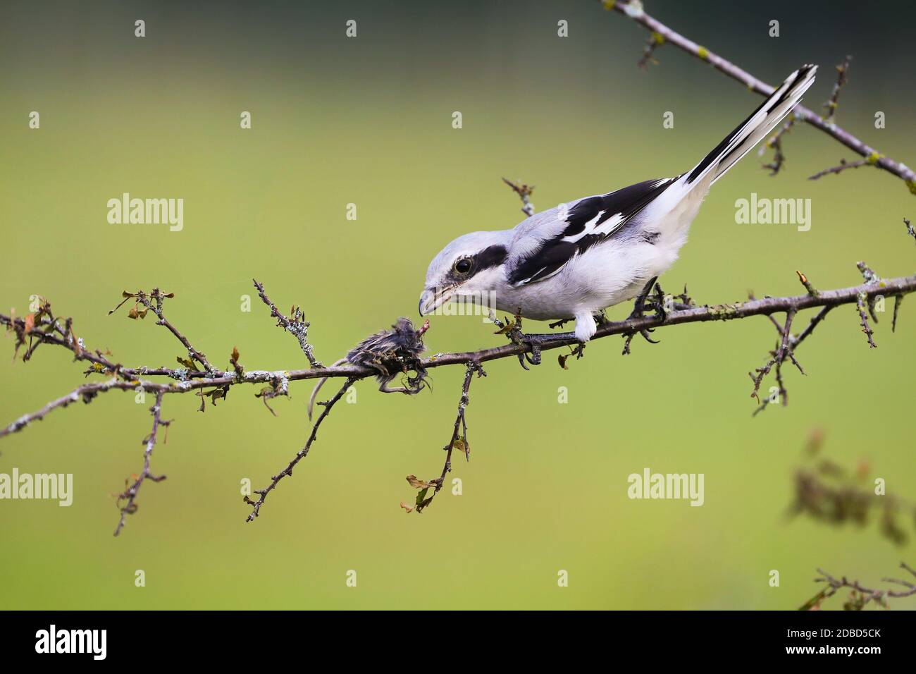 Cruel bird hi-res stock photography and images - Alamy