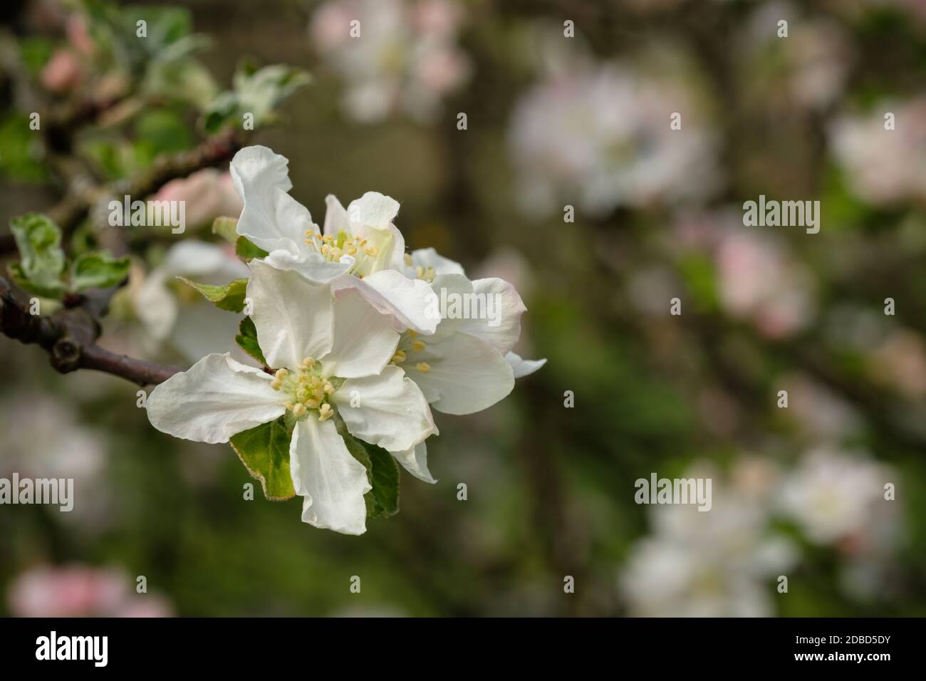 White apple tree flower hi-res stock photography and images - Alamy