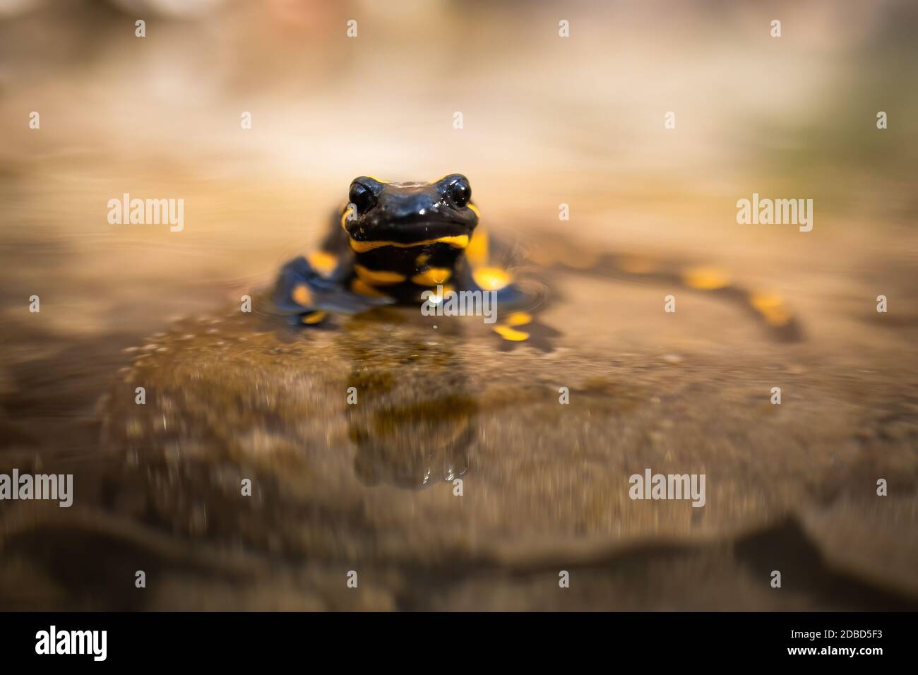 Little fire salamander, salamandra salamandra, peeking out from water ...