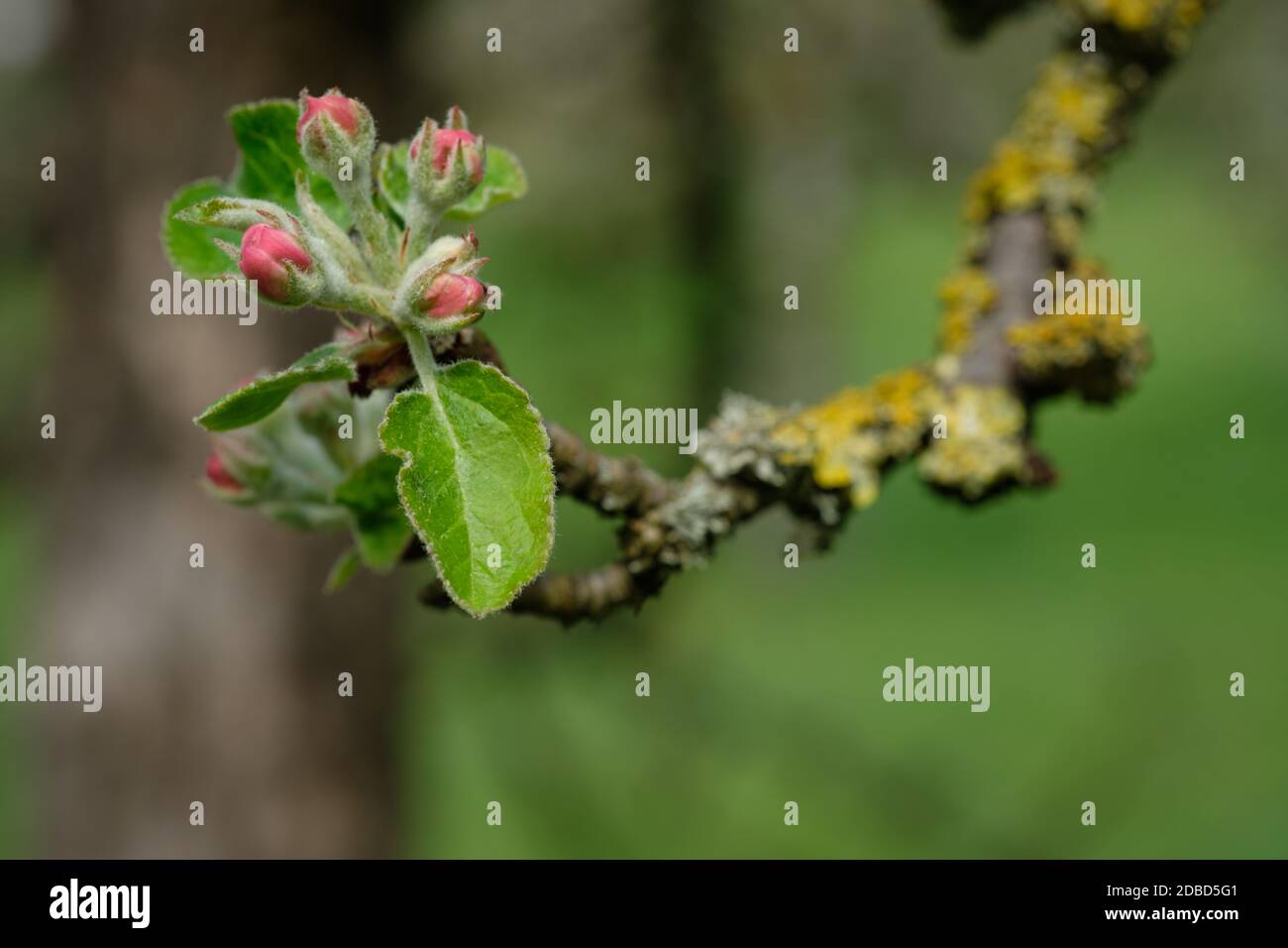 Apple tree buds close-up and leaves in springtime Stock Photo - Alamy