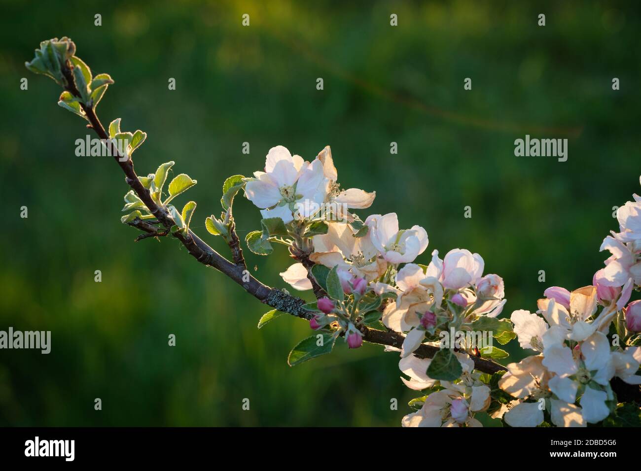 Apple tree twig hi-res stock photography and images - Alamy