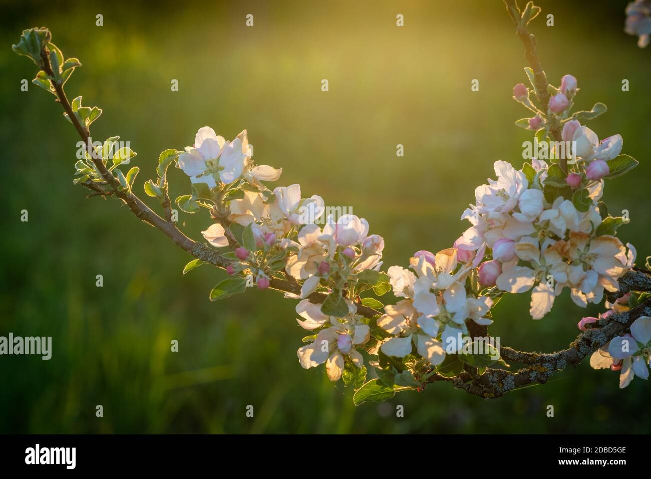 Apple tree twig with white flowers in back lit Stock Photo - Alamy