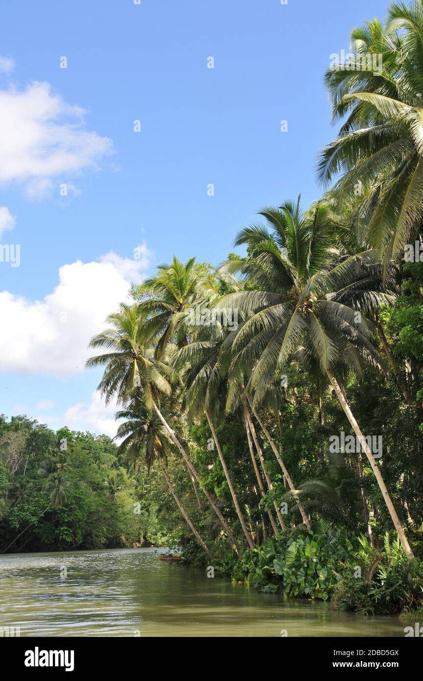 Palm trees in the philippines hi-res stock photography and images - Alamy
