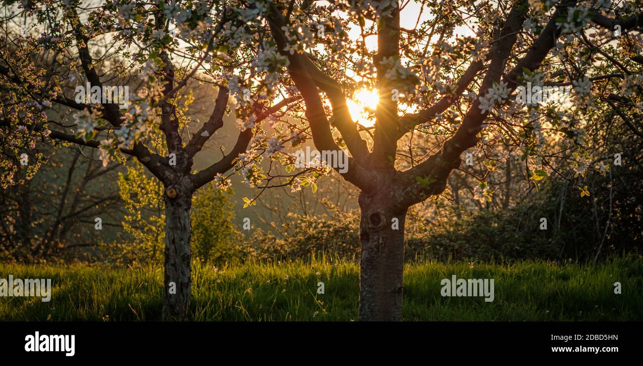 Morning sun between fruit trees scenery Stock Photo - Alamy