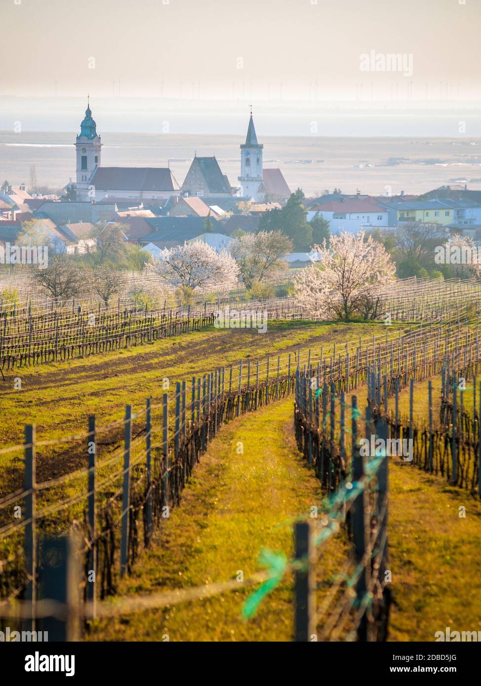 Village of Rust in Burgenland with vineyards and blooming trees Stock ...